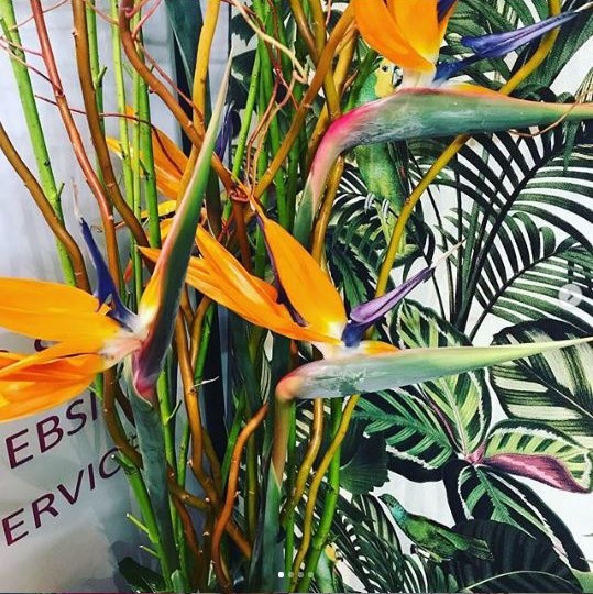 Strelitzia | Flowers by Nattrass | Hurworth | Darlington